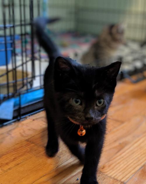 Black Cat Appreciation Day is Today - A.R.F.-Animal Rescue Foundation