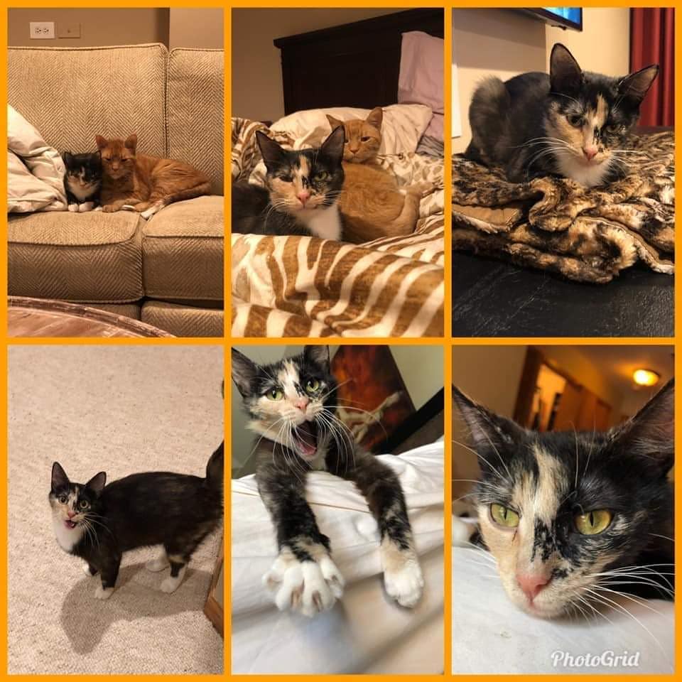 Happy PetSmart National Adoption Weekend! - A.R.F.-Animal Rescue Foundation