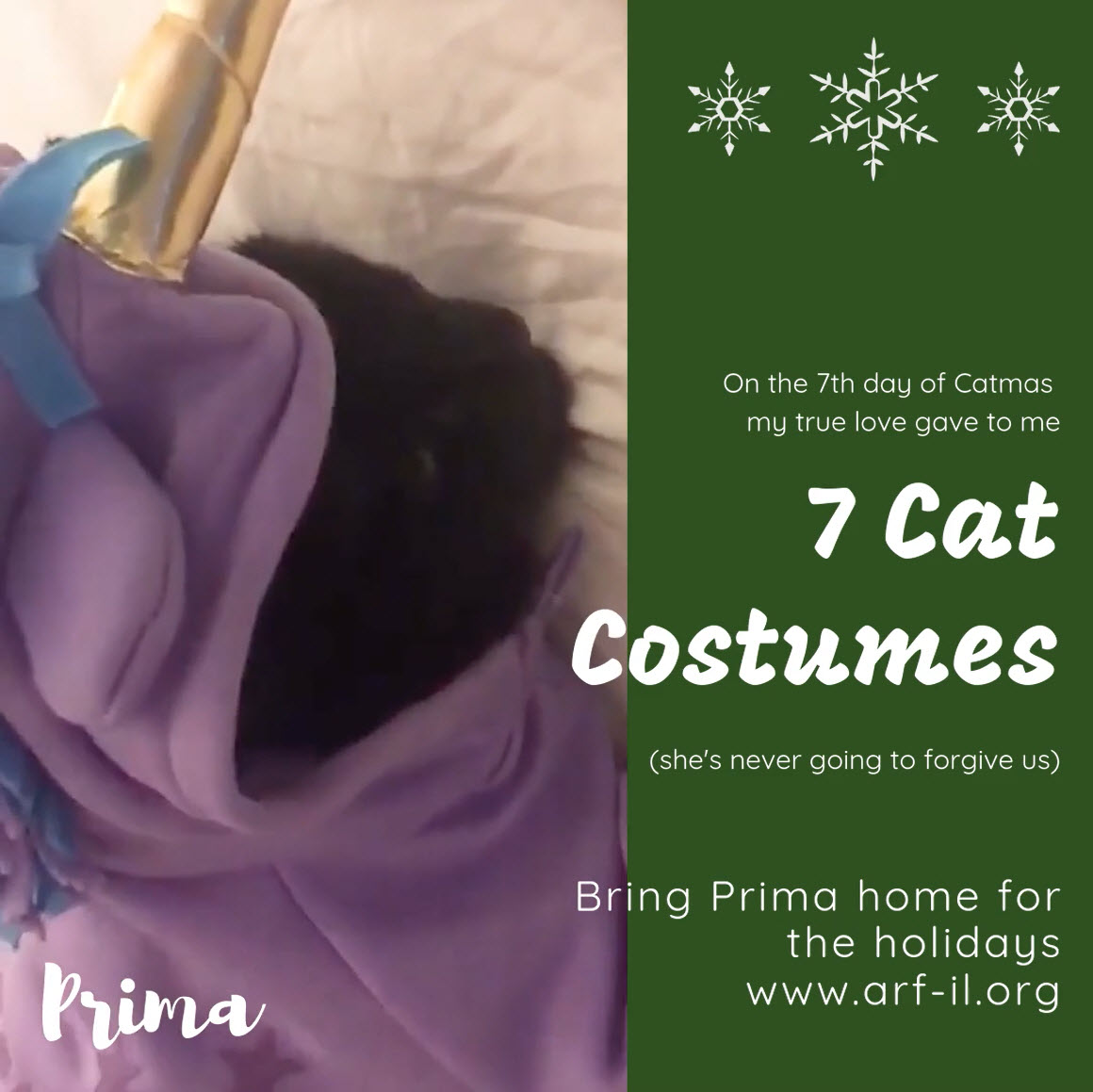 12 Days of Catmas - A.R.F.-Animal Rescue Foundation