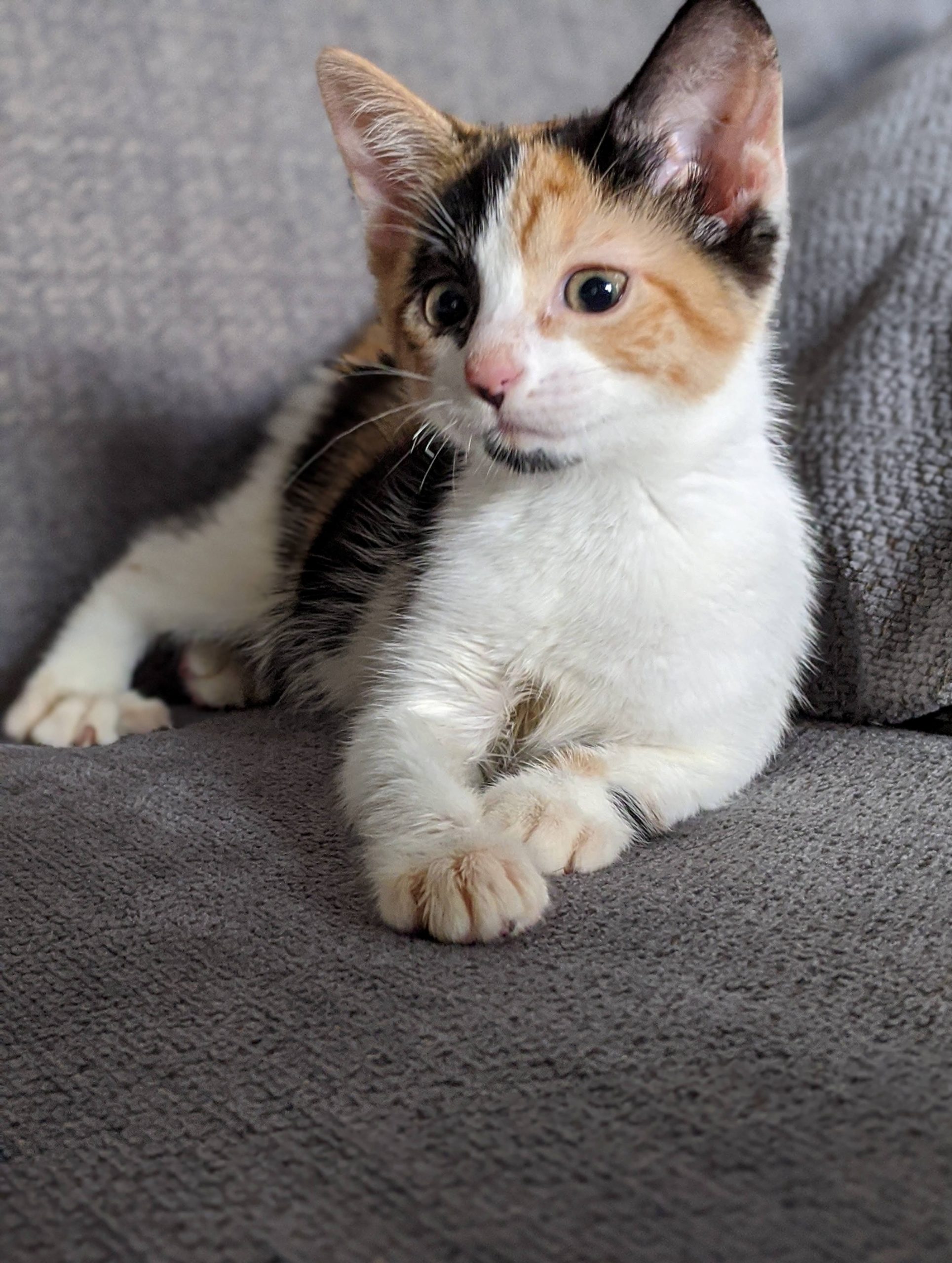 What is Cerebellar Hypoplasia? The Truth About Kittens with CH - A.R.F ...