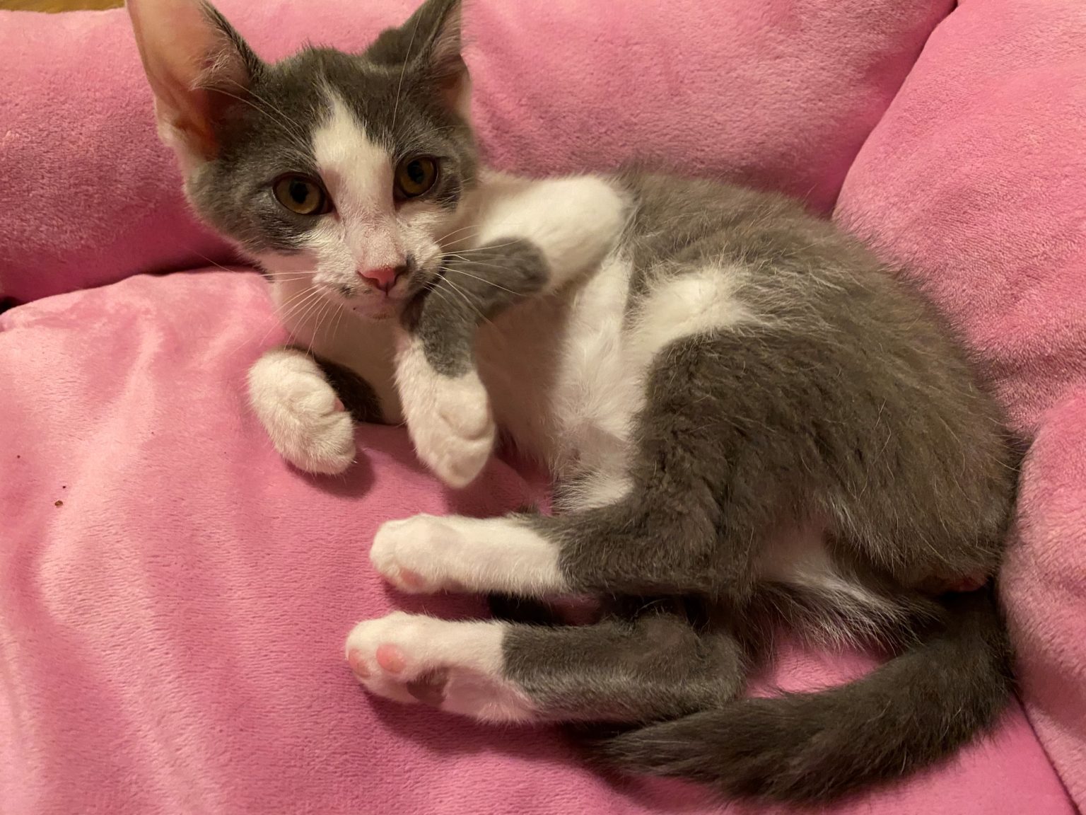 What is Cerebellar Hypoplasia? The Truth About Kittens with CH - A.R.F ...