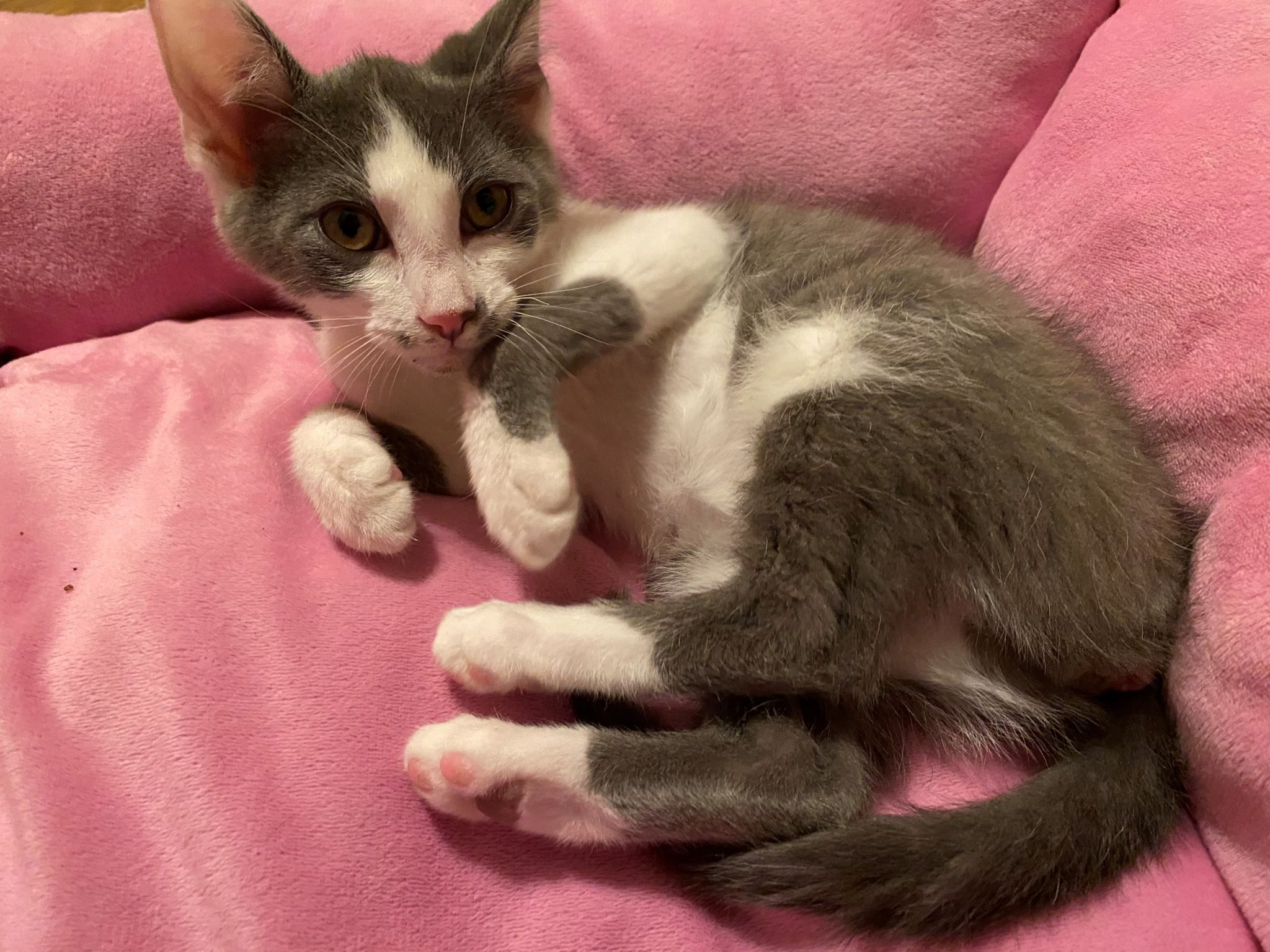 What is Cerebellar Hypoplasia? The Truth About Kittens with CH - A.R.F ...