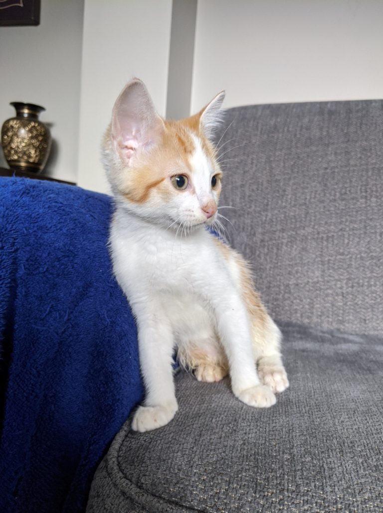What is Cerebellar Hypoplasia? The Truth About Kittens with CH - A.R.F ...