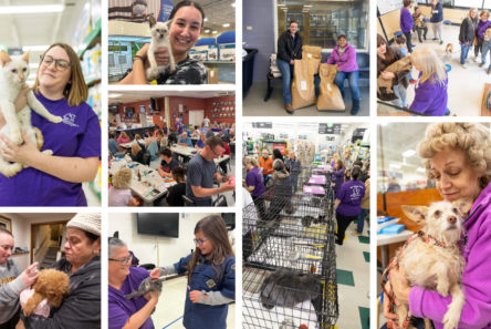 A.R.F.-Animal Rescue Foundation Home