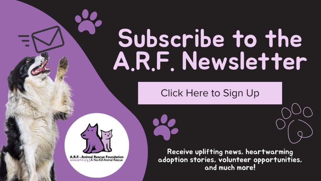 Volunteer with A.R.F. - A.R.F.-Animal Rescue Foundation